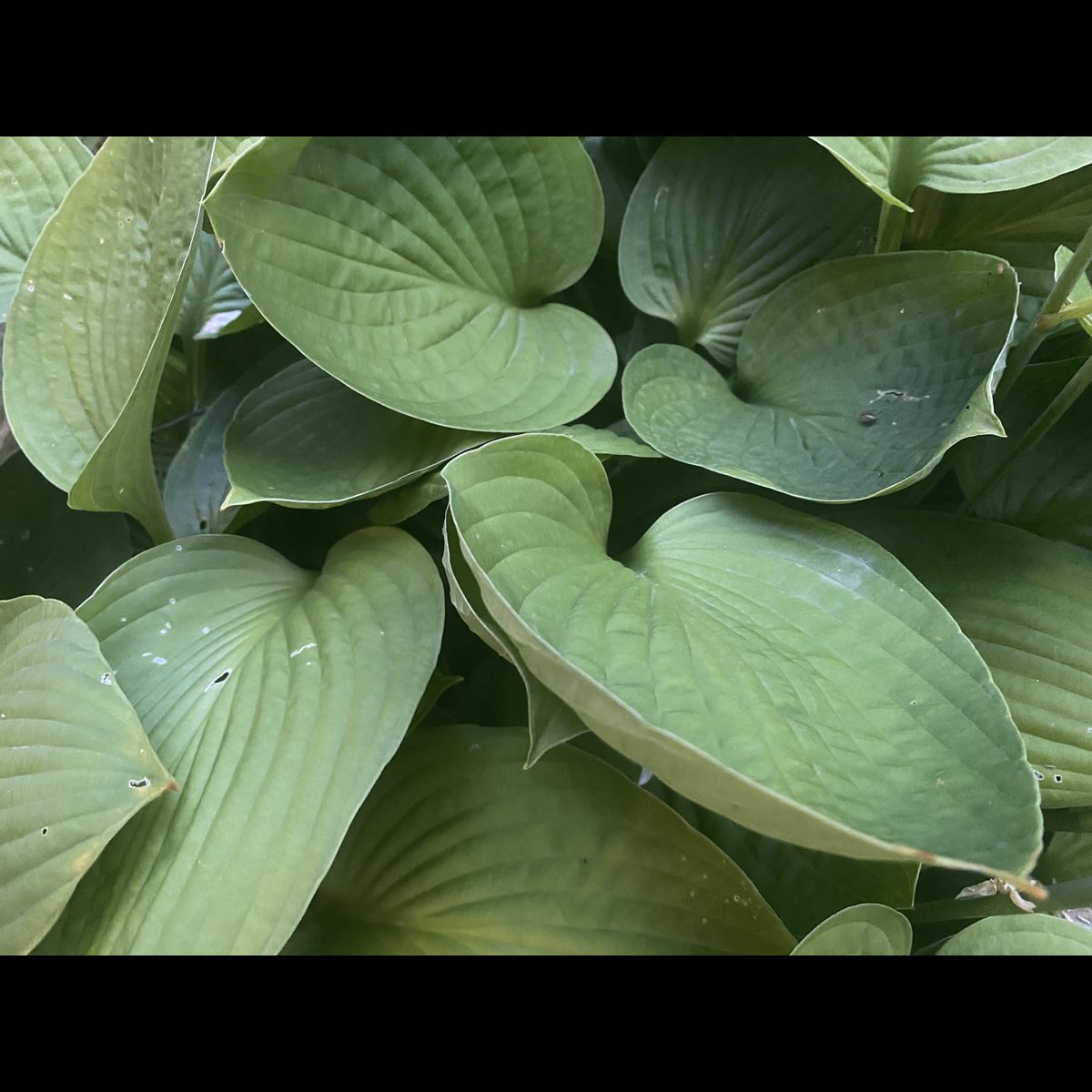 Can Plants Make Music?