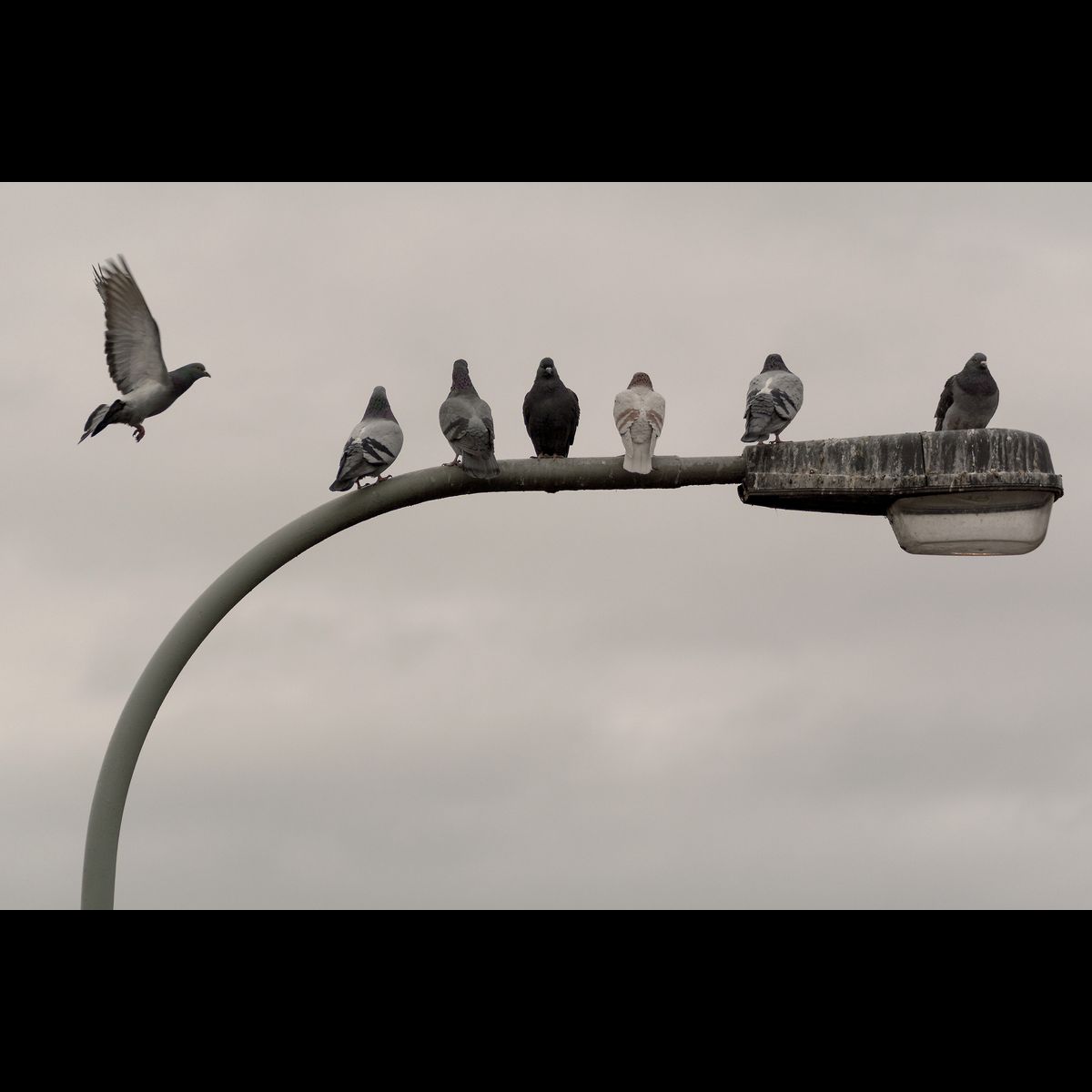 London's pigeon... problem?